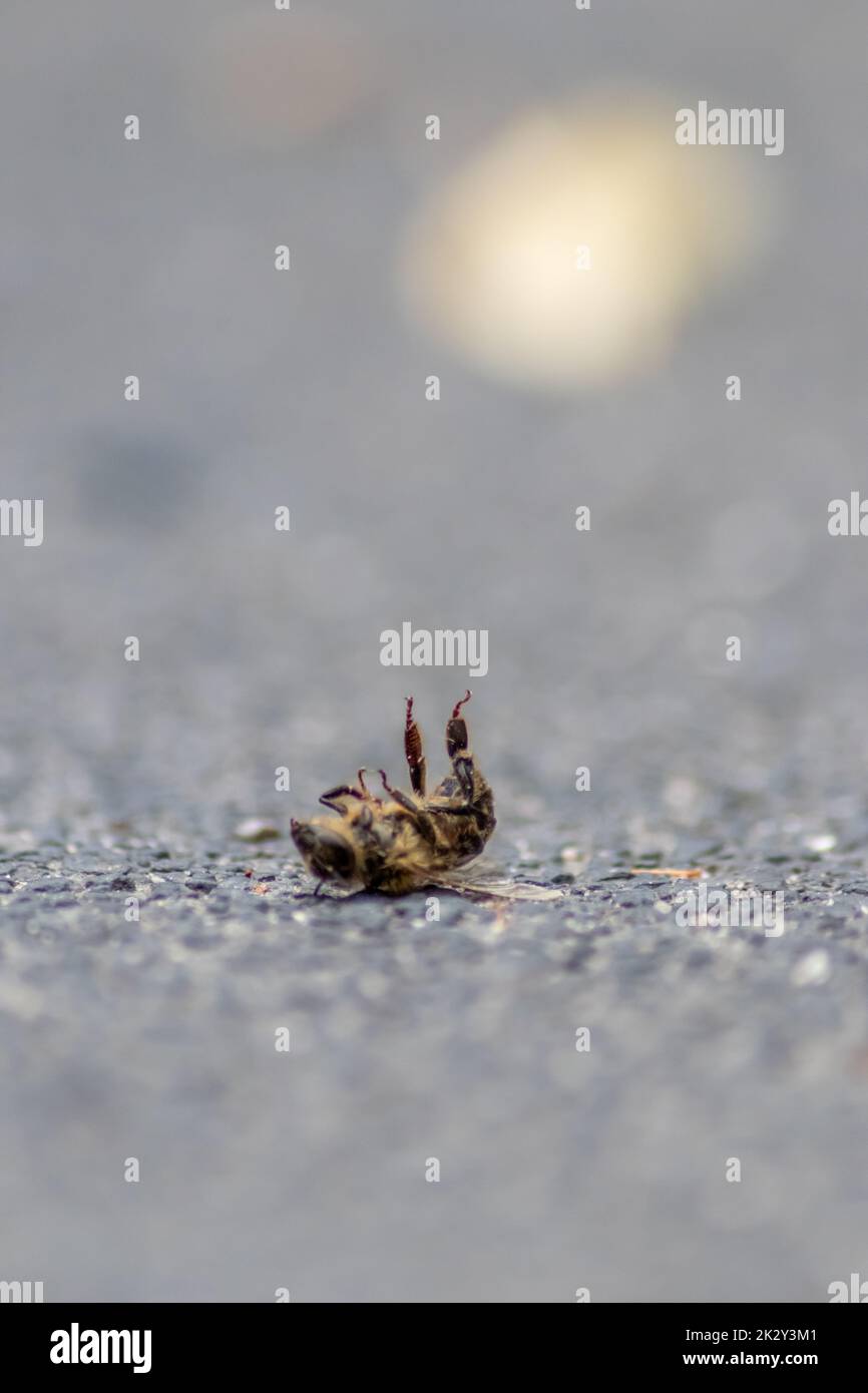 Dead bee on the ground poisoned or infected by varroa-mite disease or ...