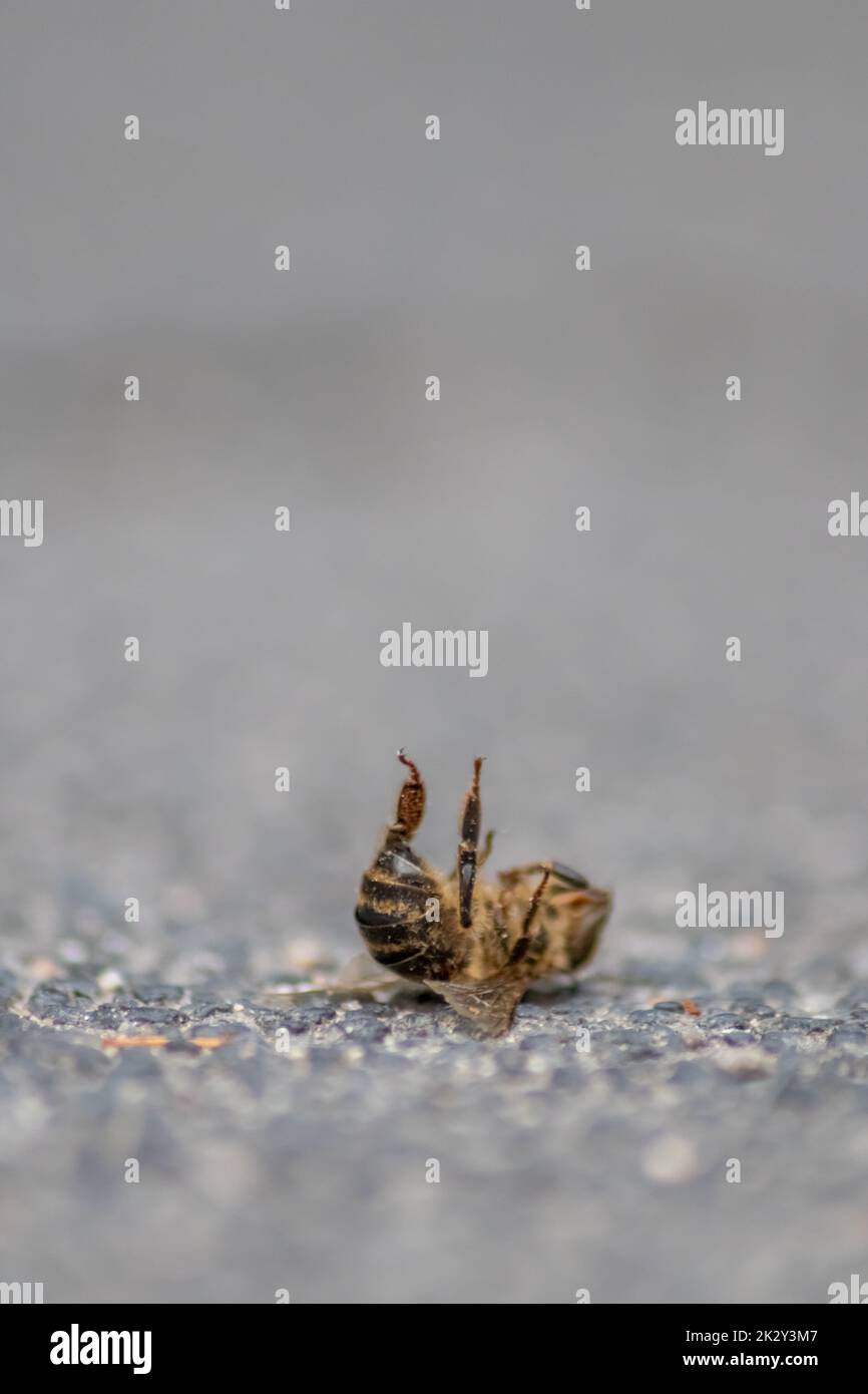 Dead bee on the ground poisoned or infected by varroa-mite disease or ...