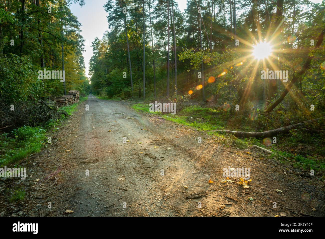 Beautiful road through forest hi-res stock photography and images - Alamy