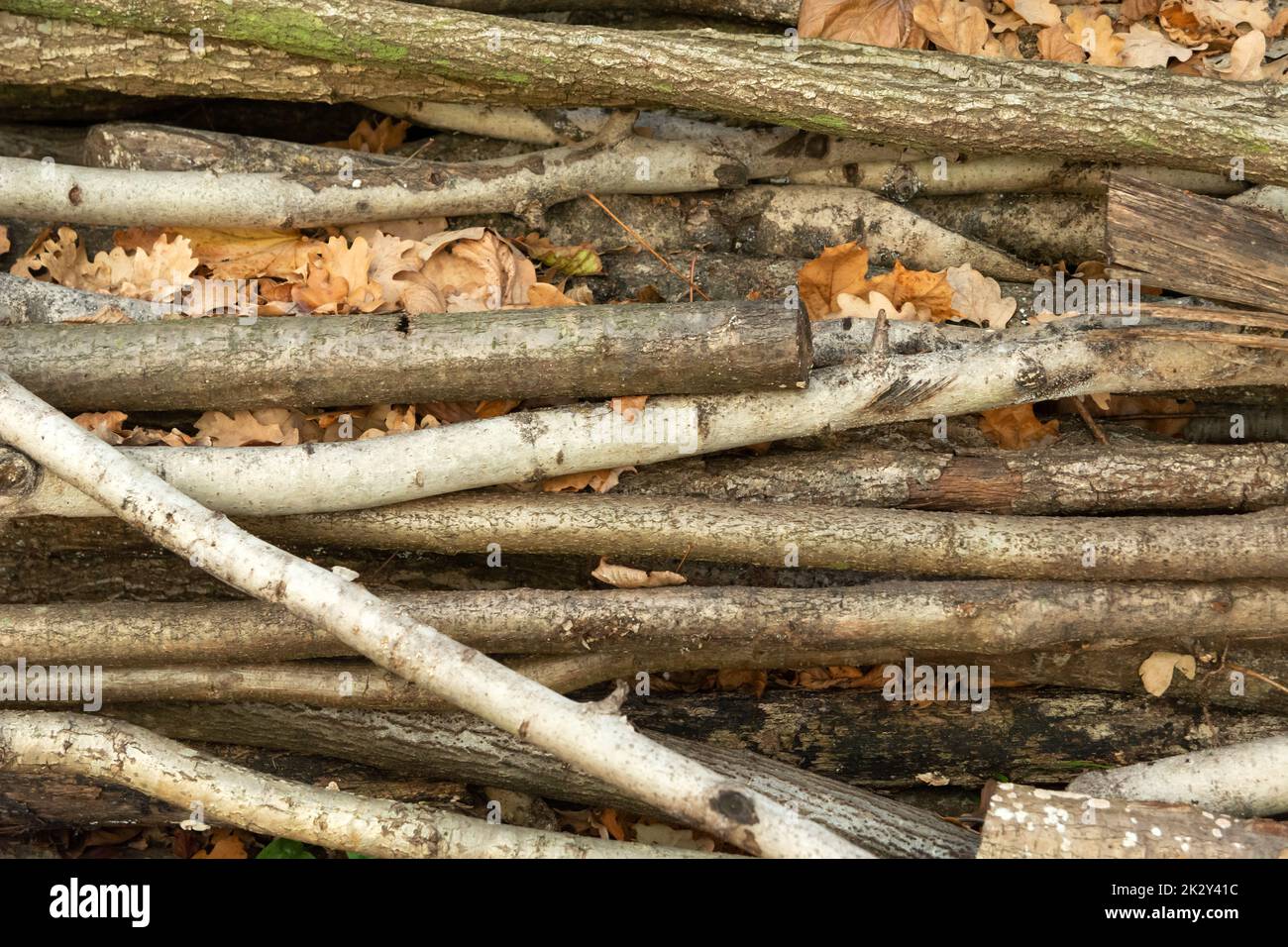 Cut tree branches and leaves on a pile Stock Photo - Alamy