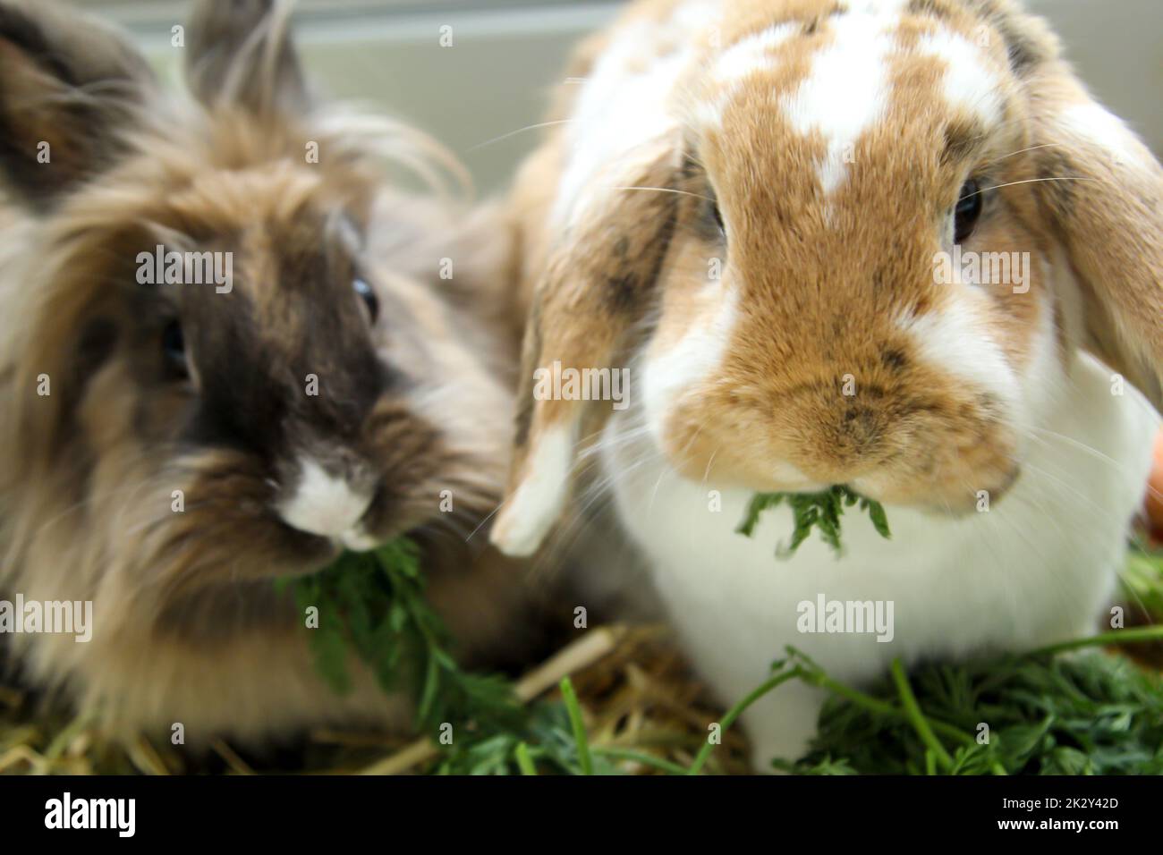 A portrait, close-up of a dwarf rabbit Stock Photo - Alamy
