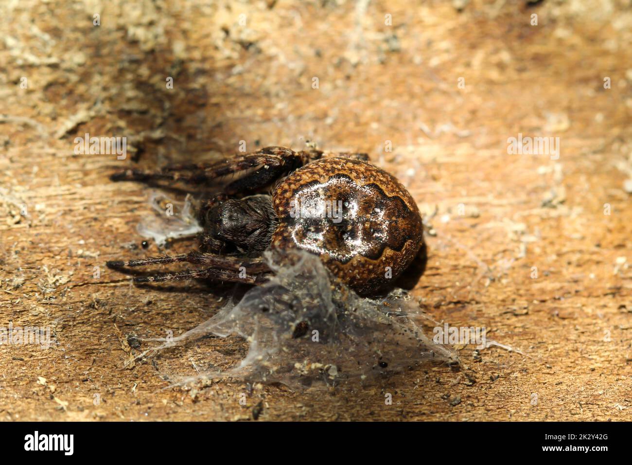Close up of a crevice cross spider sitting on a piece of tree bark ...