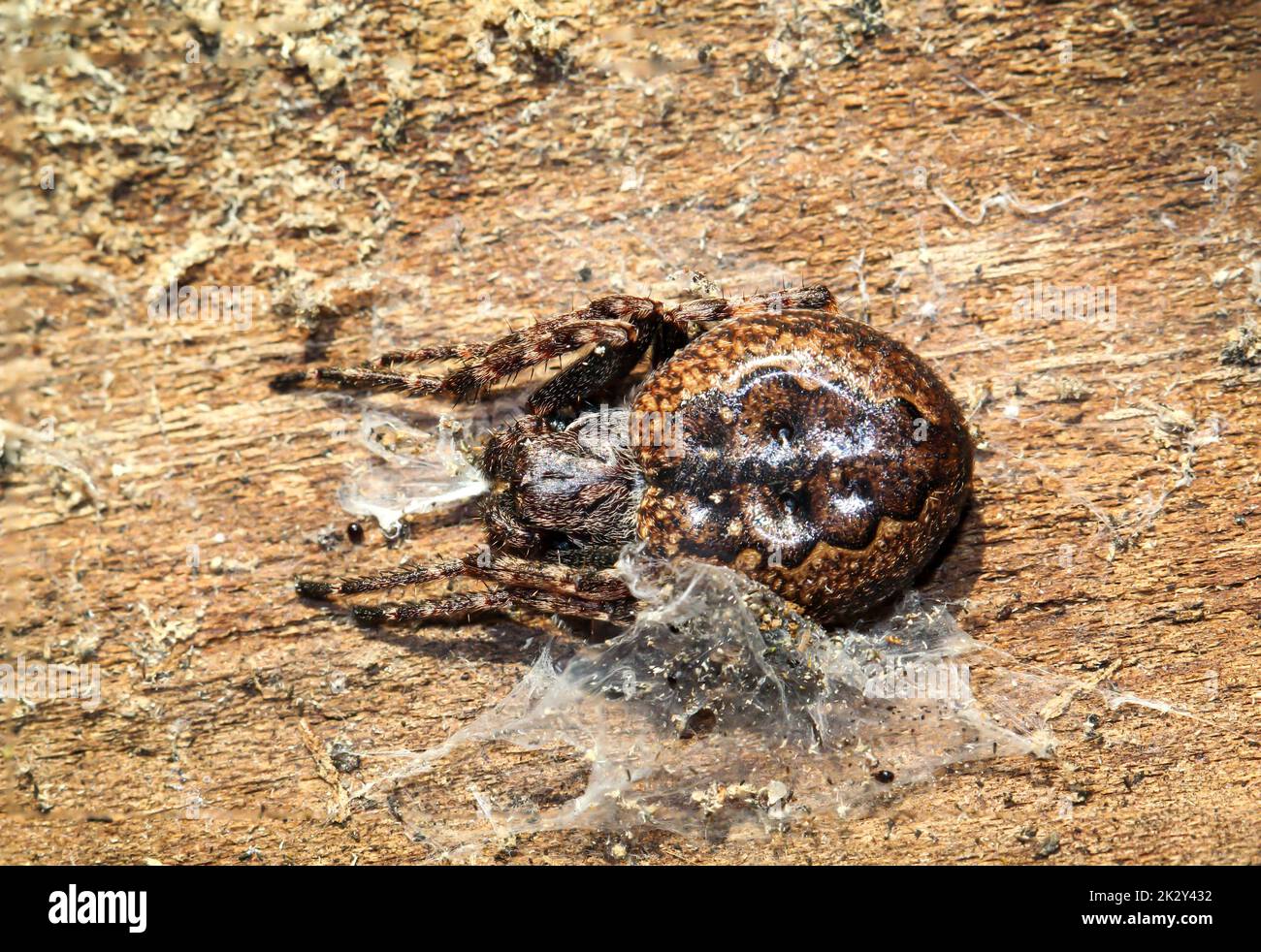 Streamer spider hi-res stock photography and images - Alamy