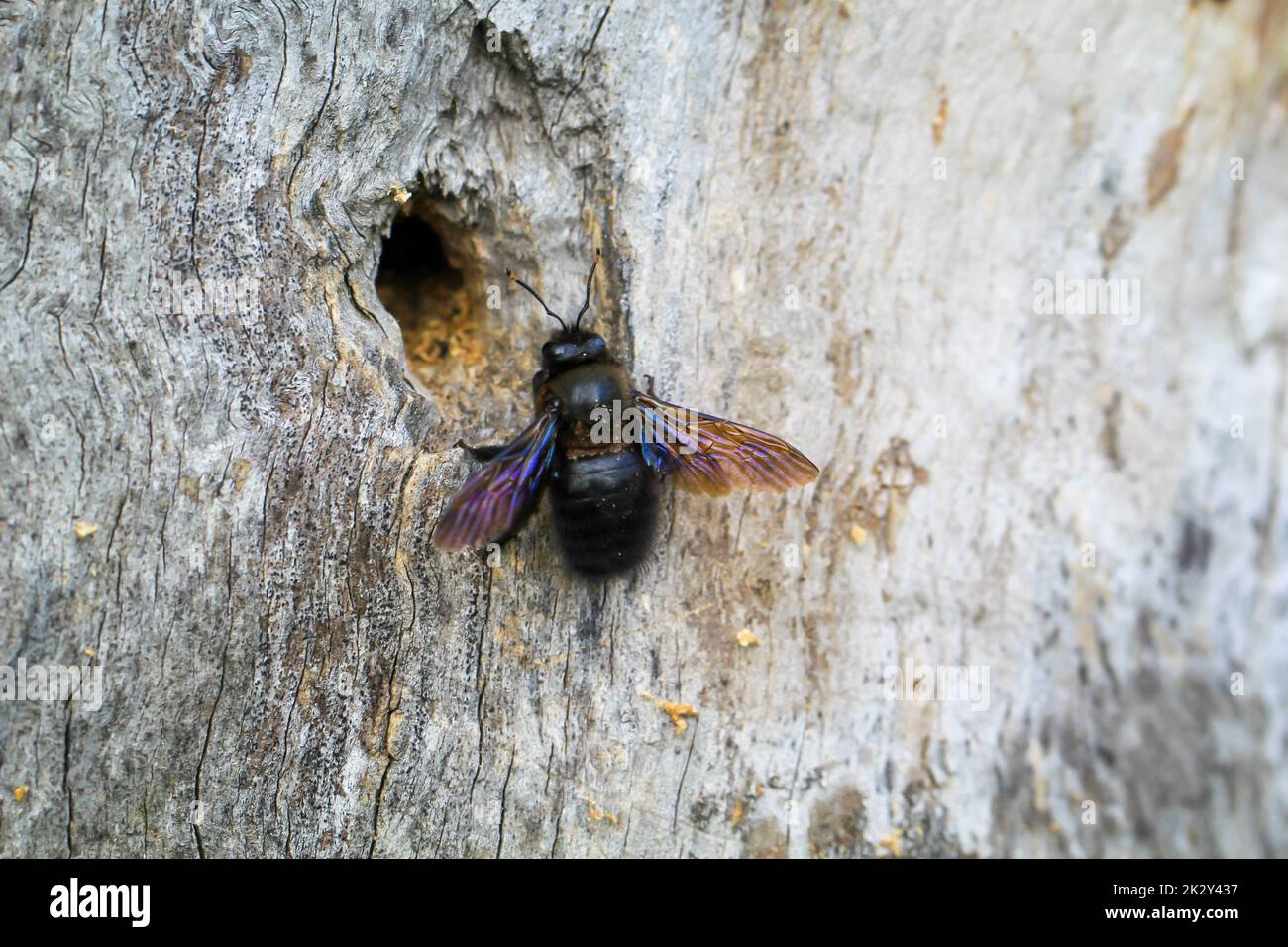 A blue-black wood bee (Xylocopa violacea) on a hollow tree trunk. A so ...