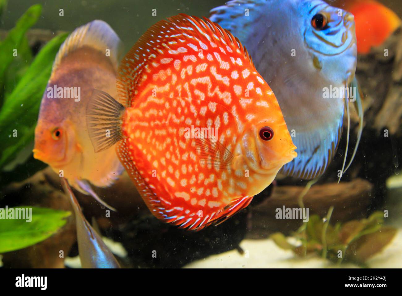 Portrait of a beautiful colorful discus cichlid in an Amazon aquarium ...