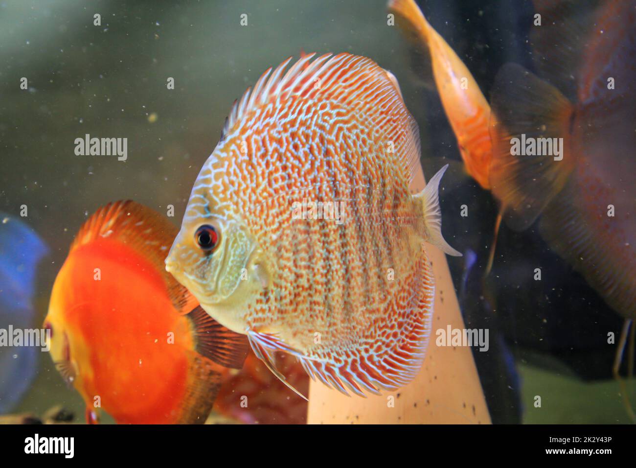 Portrait of a beautiful colorful discus cichlid in an Amazon aquarium ...