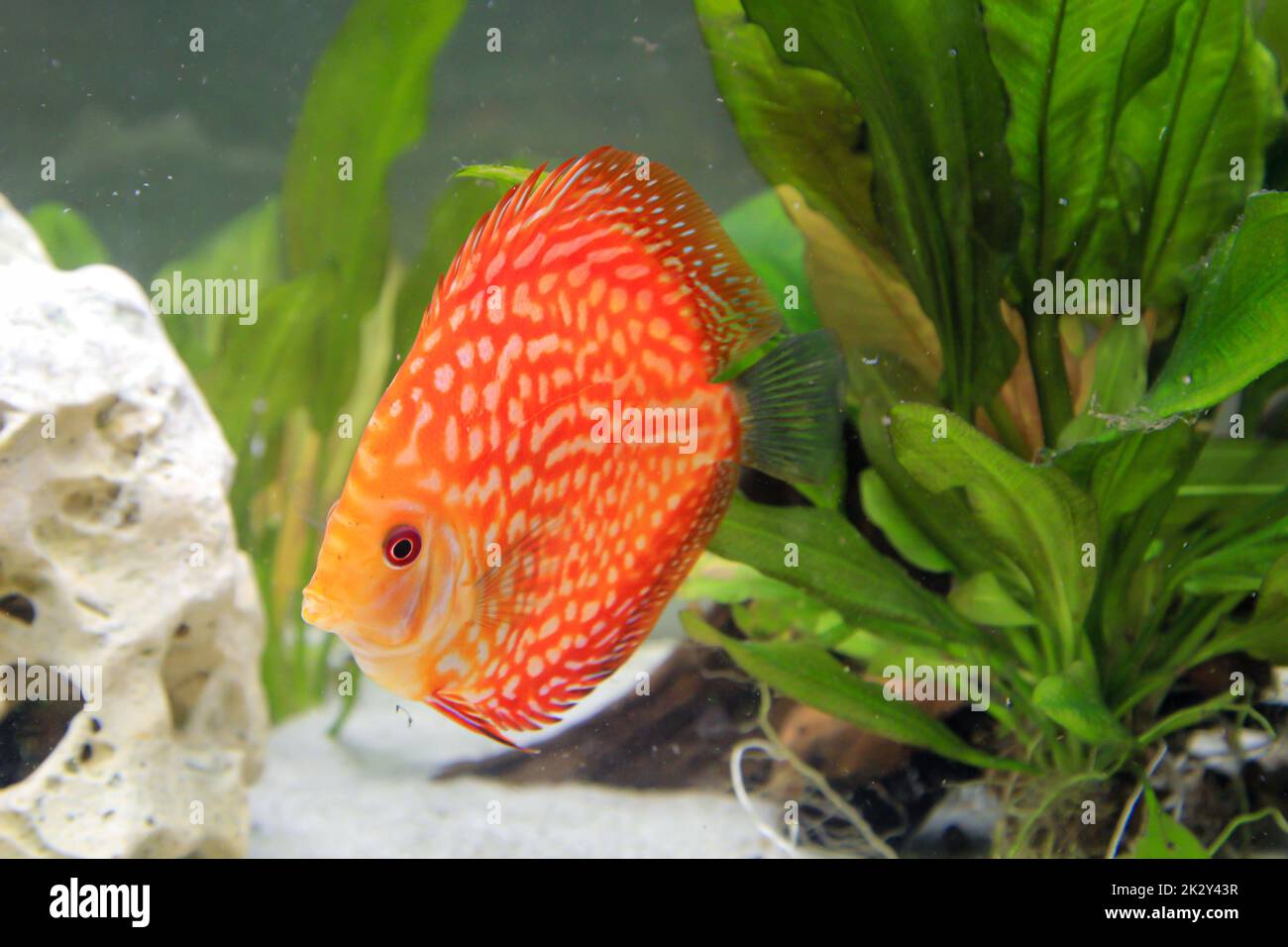 Portrait of a beautiful colorful discus cichlid in an Amazon aquarium ...