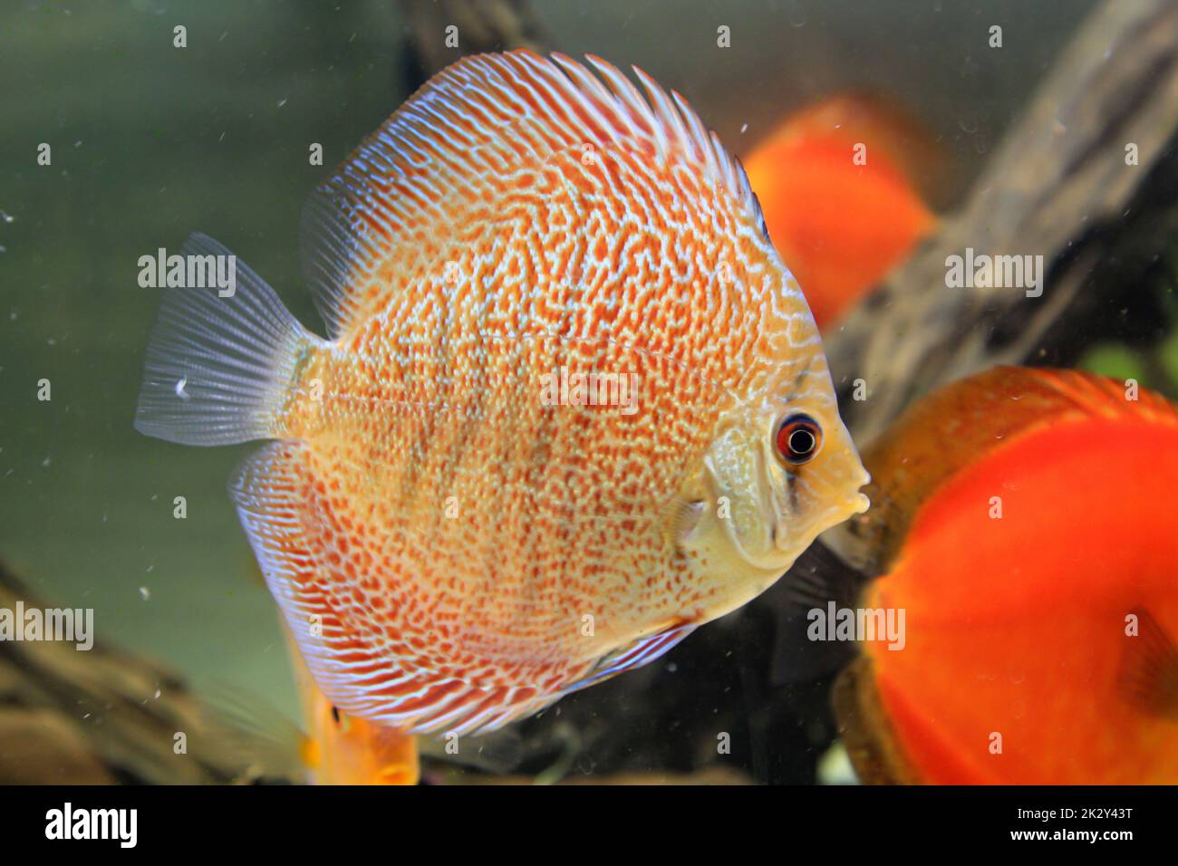 Portrait of a beautiful colorful discus cichlid in an Amazon aquarium ...