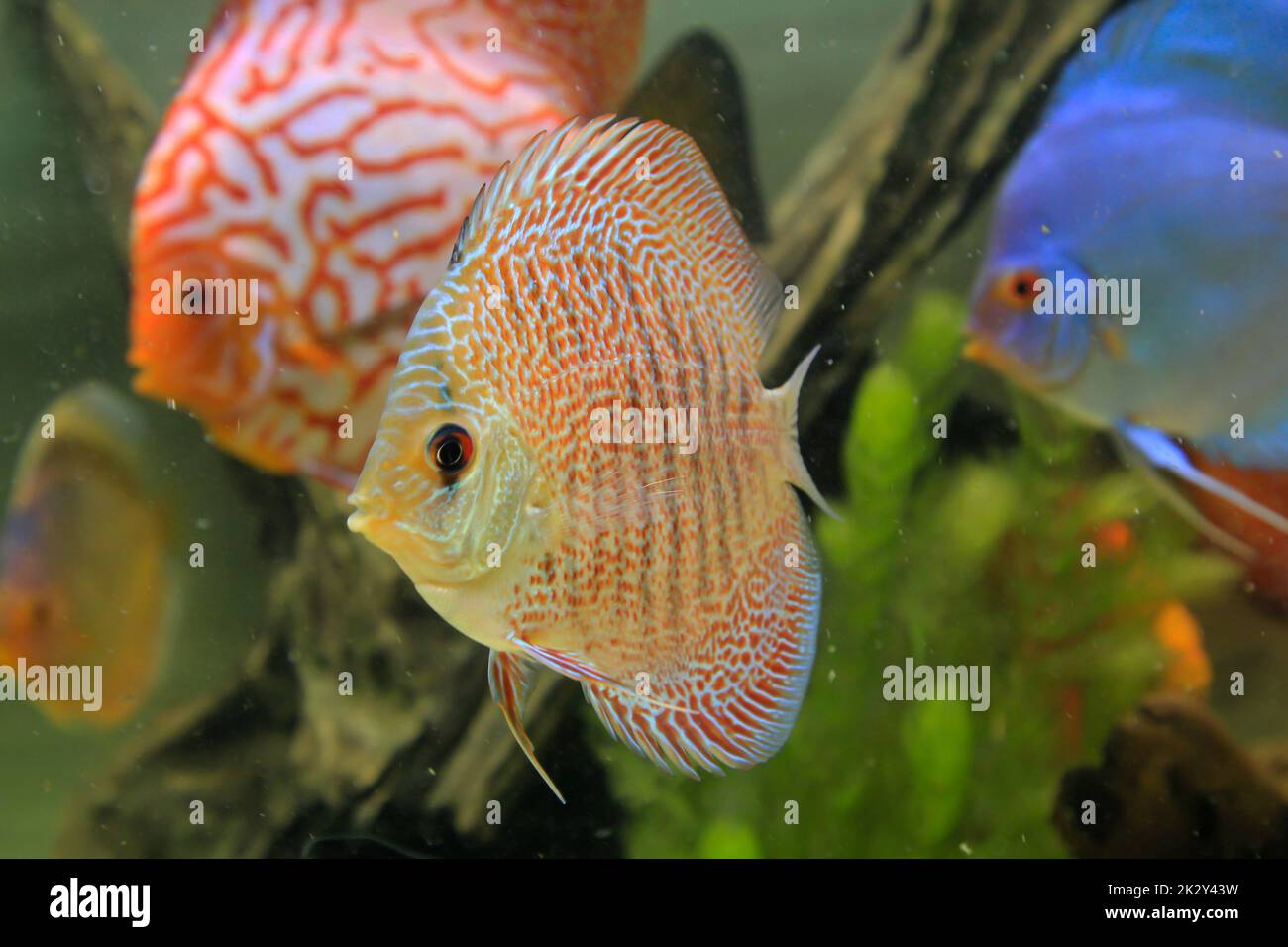 Portrait of a beautiful colorful discus cichlid in an Amazon aquarium ...
