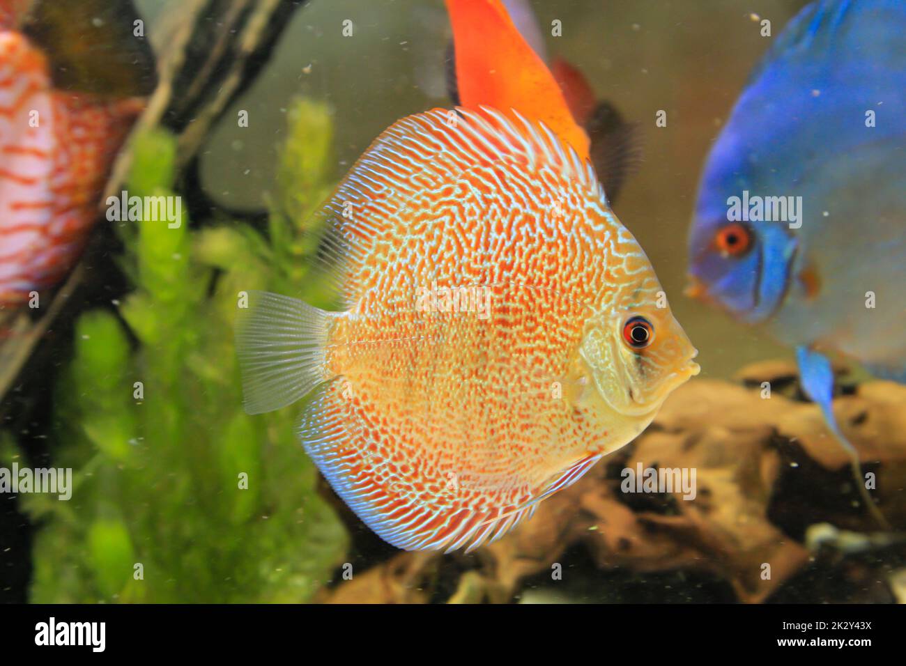 Portrait of a beautiful colorful discus cichlid in an Amazon aquarium ...