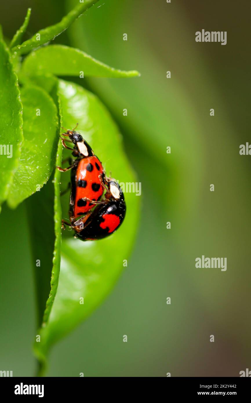 Ladybug On A Leaf