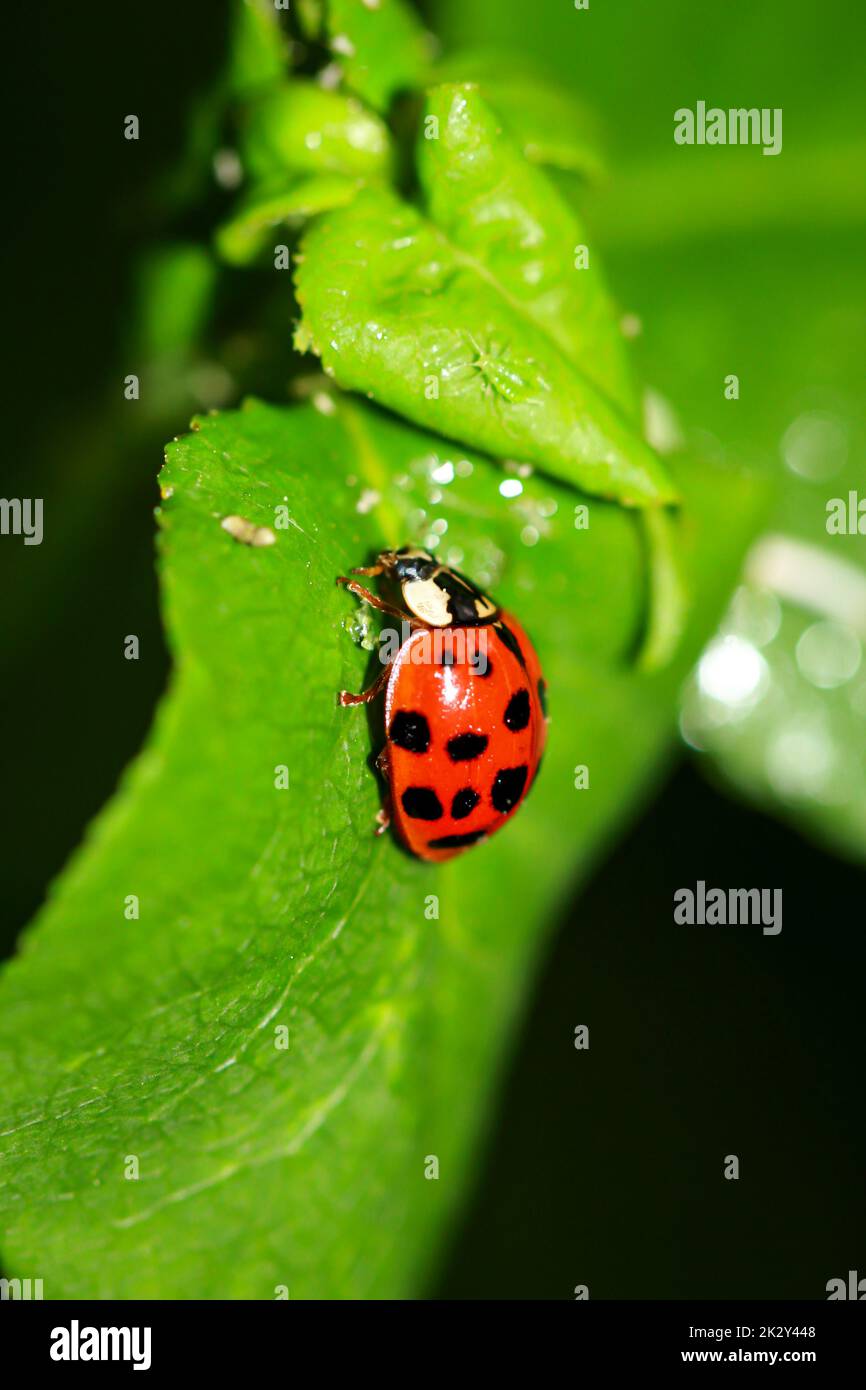 A red ladybug with many dots on the cover wings on a leaf Stock Photo ...