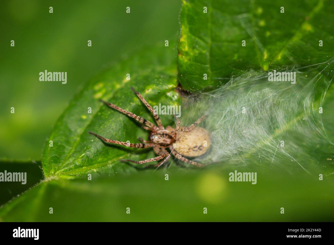 A four-spotted delicate spider, Anyphaena accentuata on a leaf Stock ...