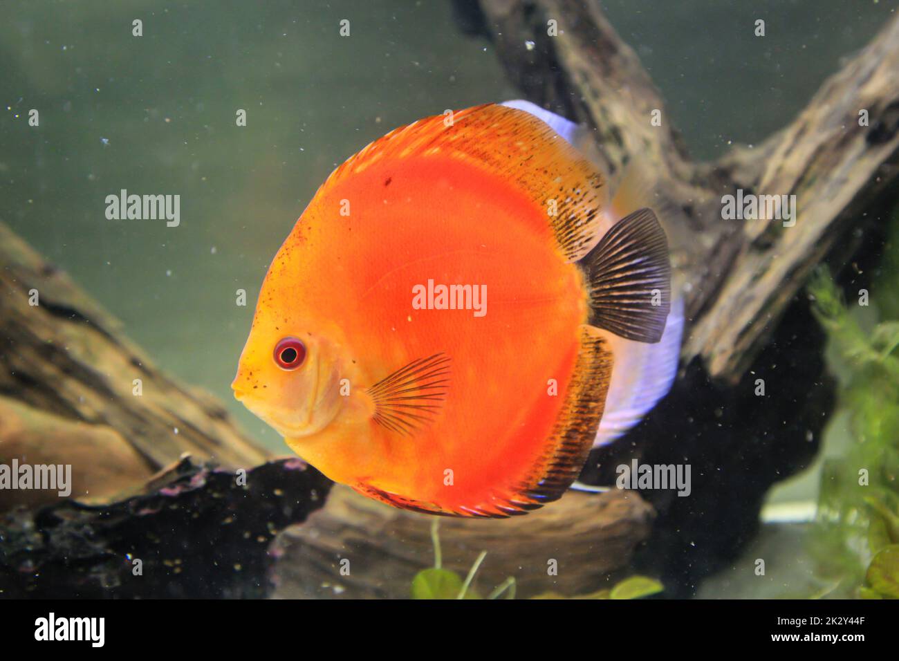 Portrait of a beautiful colorful discus cichlid in an Amazon aquarium ...