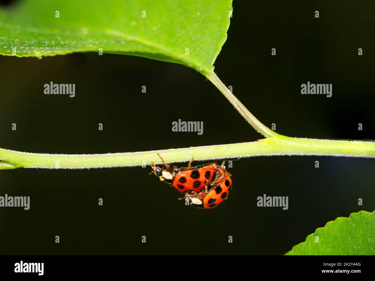 Two ladybugs sitting on a plant while mating Stock Photo - Alamy