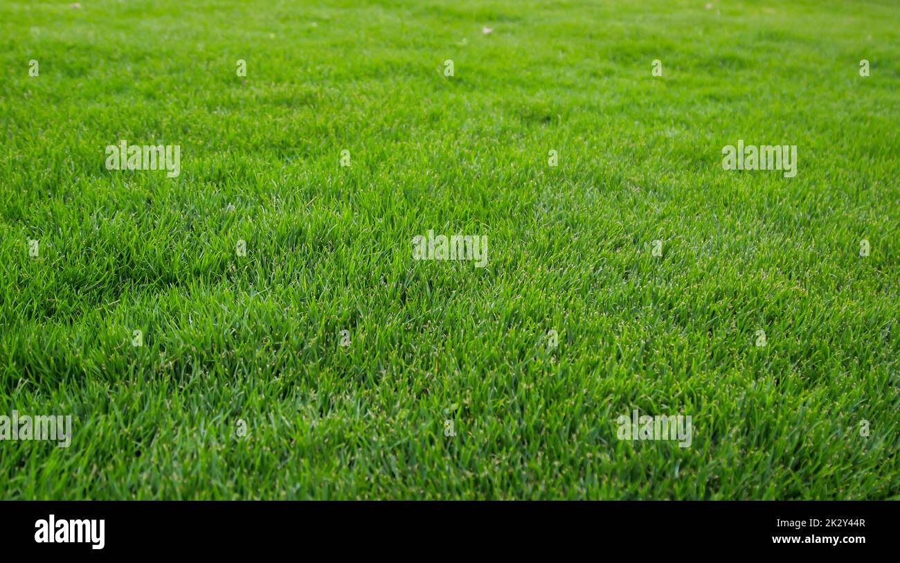 A grass texture, lots of lush grass with a rich green Stock Photo - Alamy