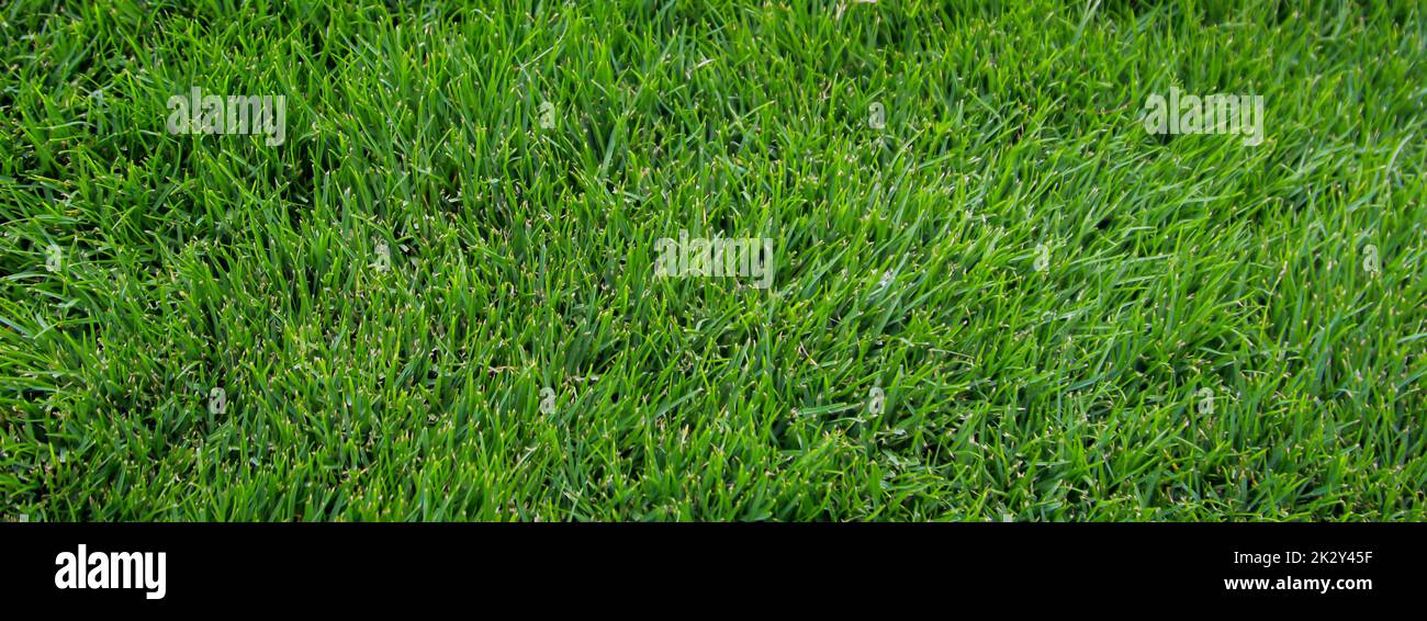 A grass texture, lots of lush grass with a rich green Stock Photo - Alamy