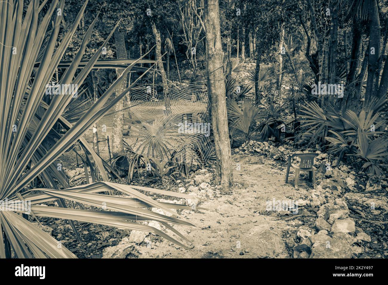 Tropical plants walking path natural jungle forest Puerto Aventuras ...