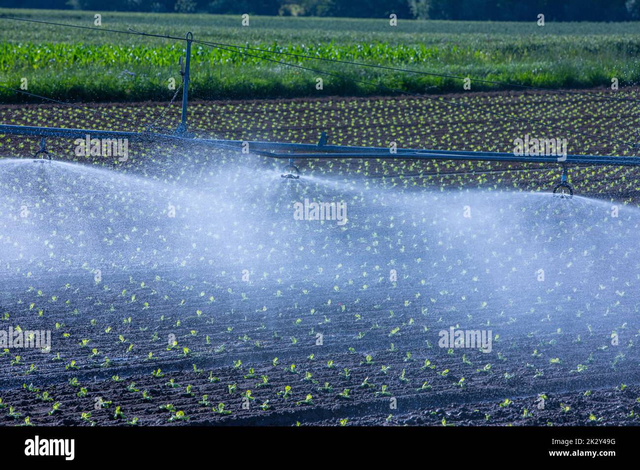 artificial watering on the fields Stock Photo - Alamy