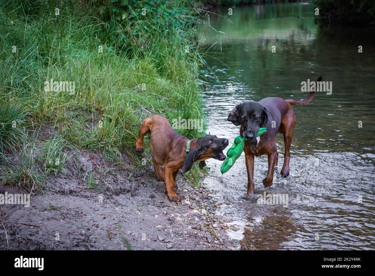 dog school for puppies Stock Photo - Alamy
