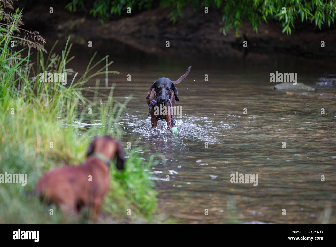 older sniffer dog and puppy Stock Photo - Alamy