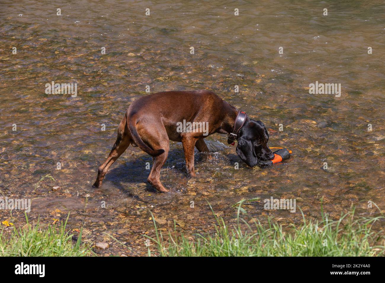 sniffer dog fetches bag out of water Stock Photo - Alamy