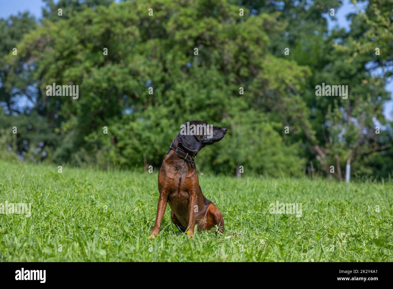 bavarian mountain dog looking over the shoulder Stock Photo - Alamy