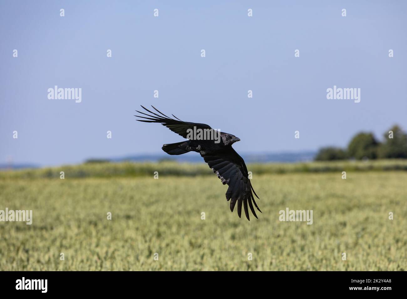 crow soaring over grain field Stock Photo - Alamy