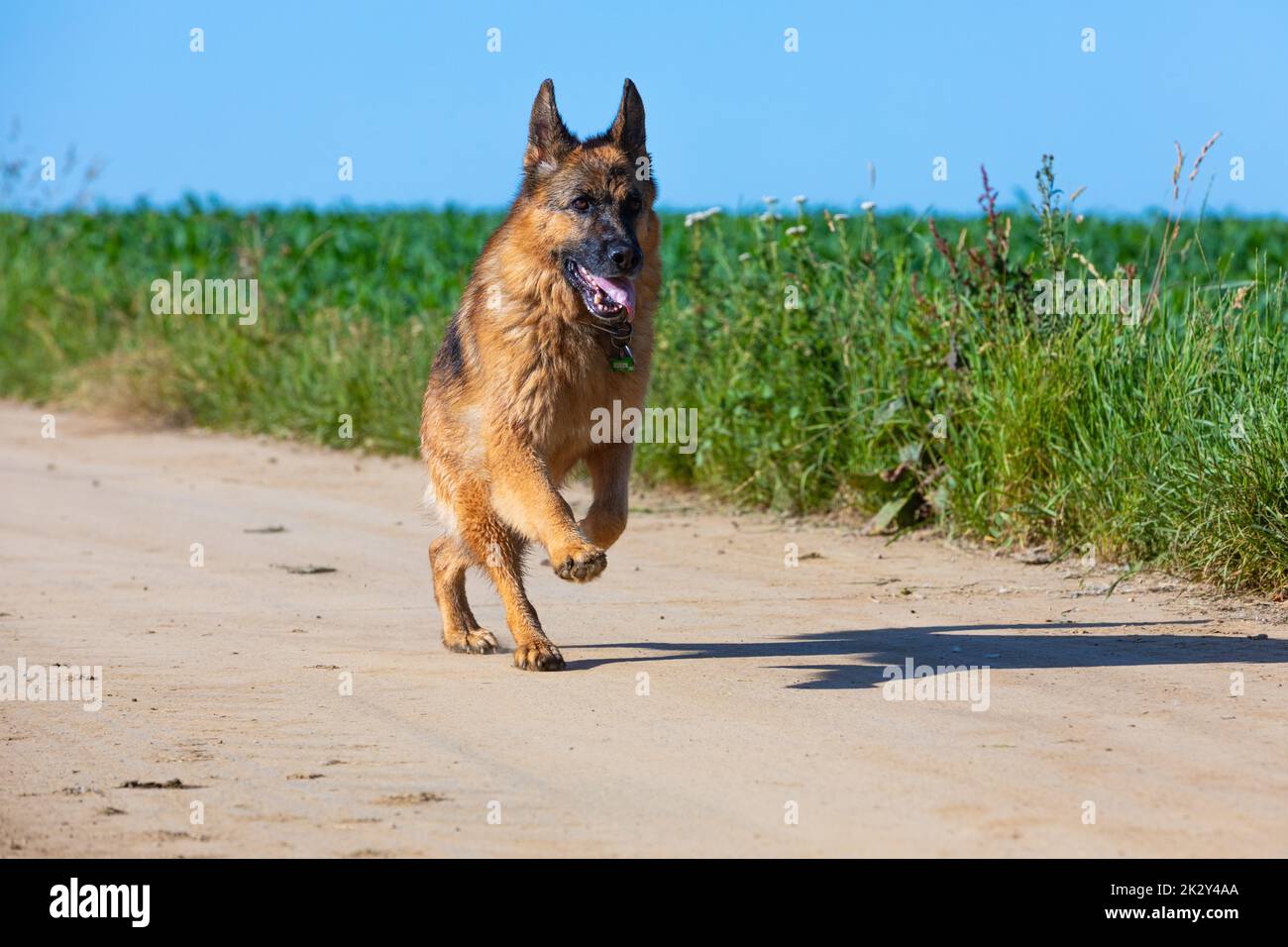 german shepherd dog running Stock Photo - Alamy german shepherd dog running Stock Photo - Alamy
