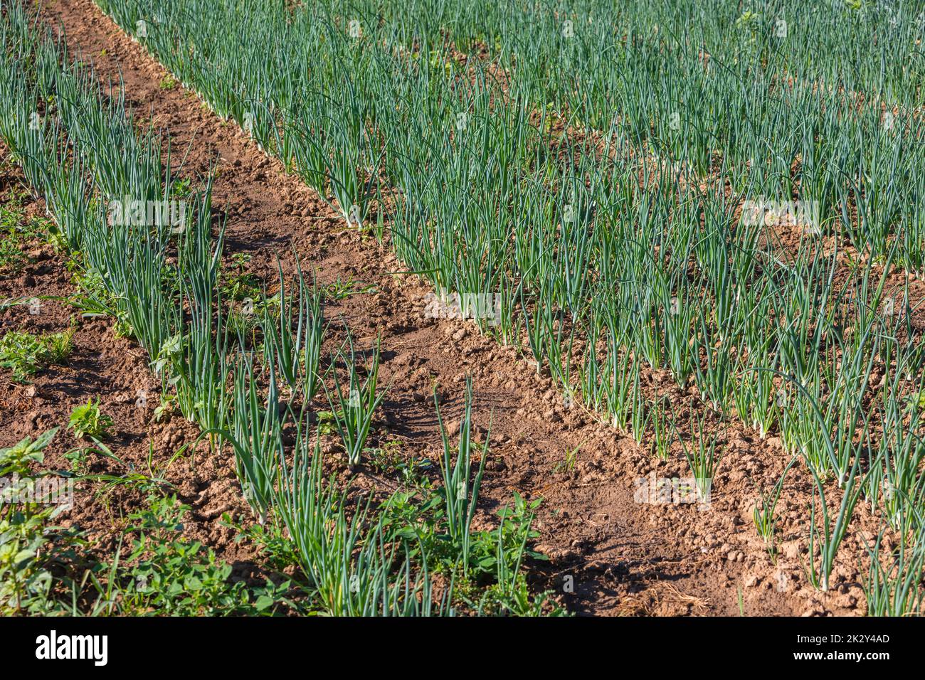 field of young onions Stock Photo - Alamy
