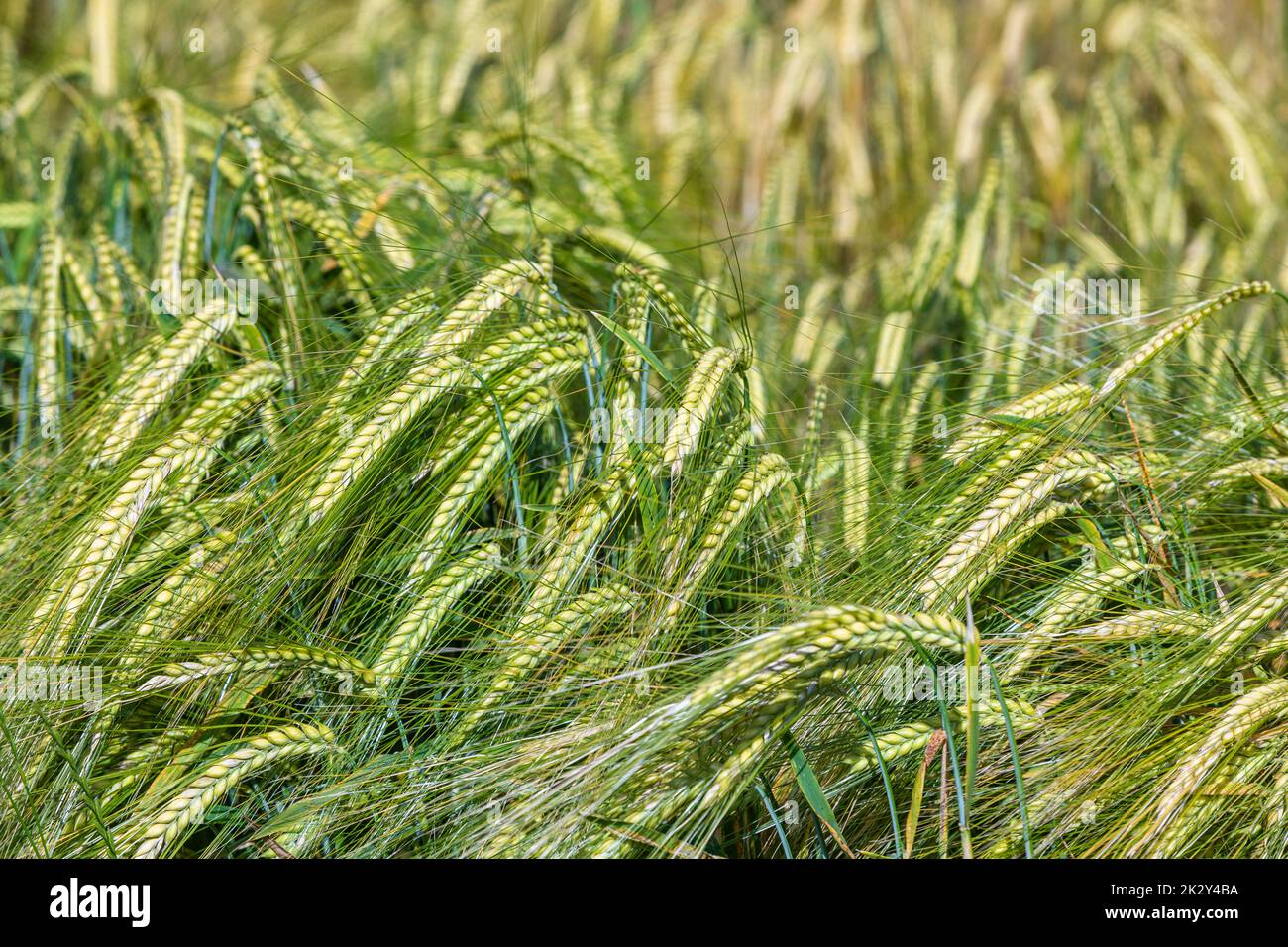 ears of corn in detail Stock Photo - Alamy