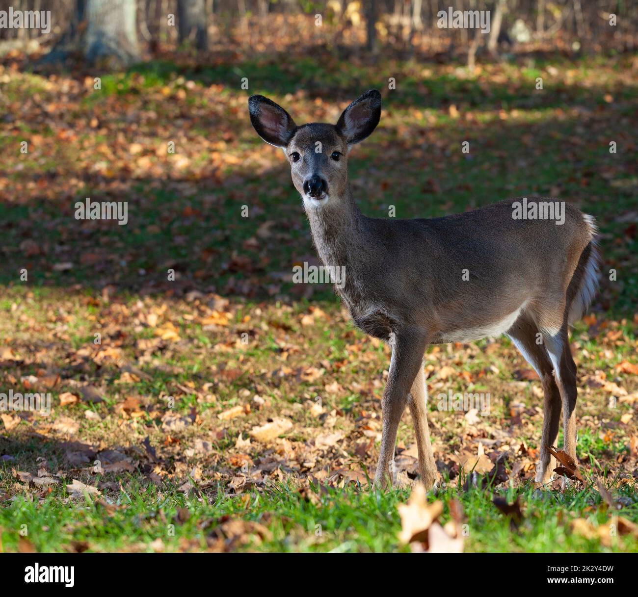 Whitetail deer in a fall forest up close and looking at the camera ...