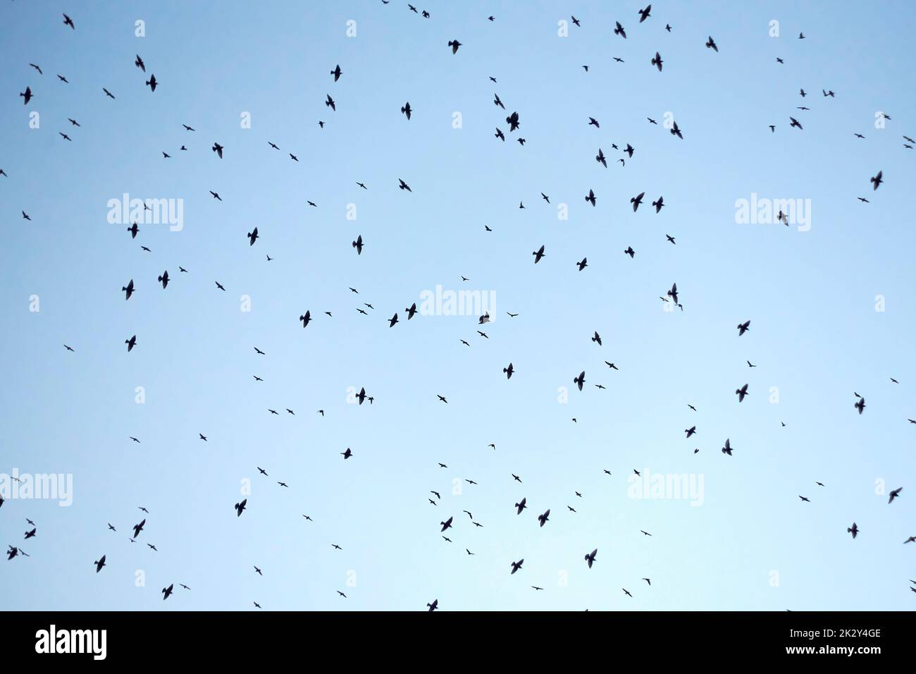 Exposed blue sky full of birds flying overhead Stock Photo - Alamy
