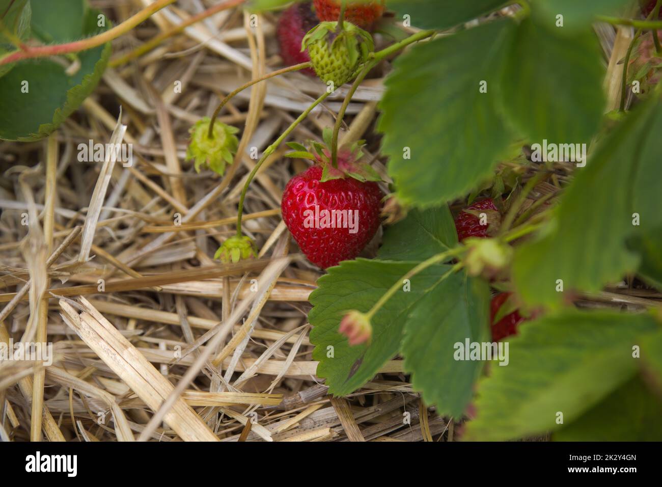 strawberries fruits picking fresh in nature organic food sweet ...