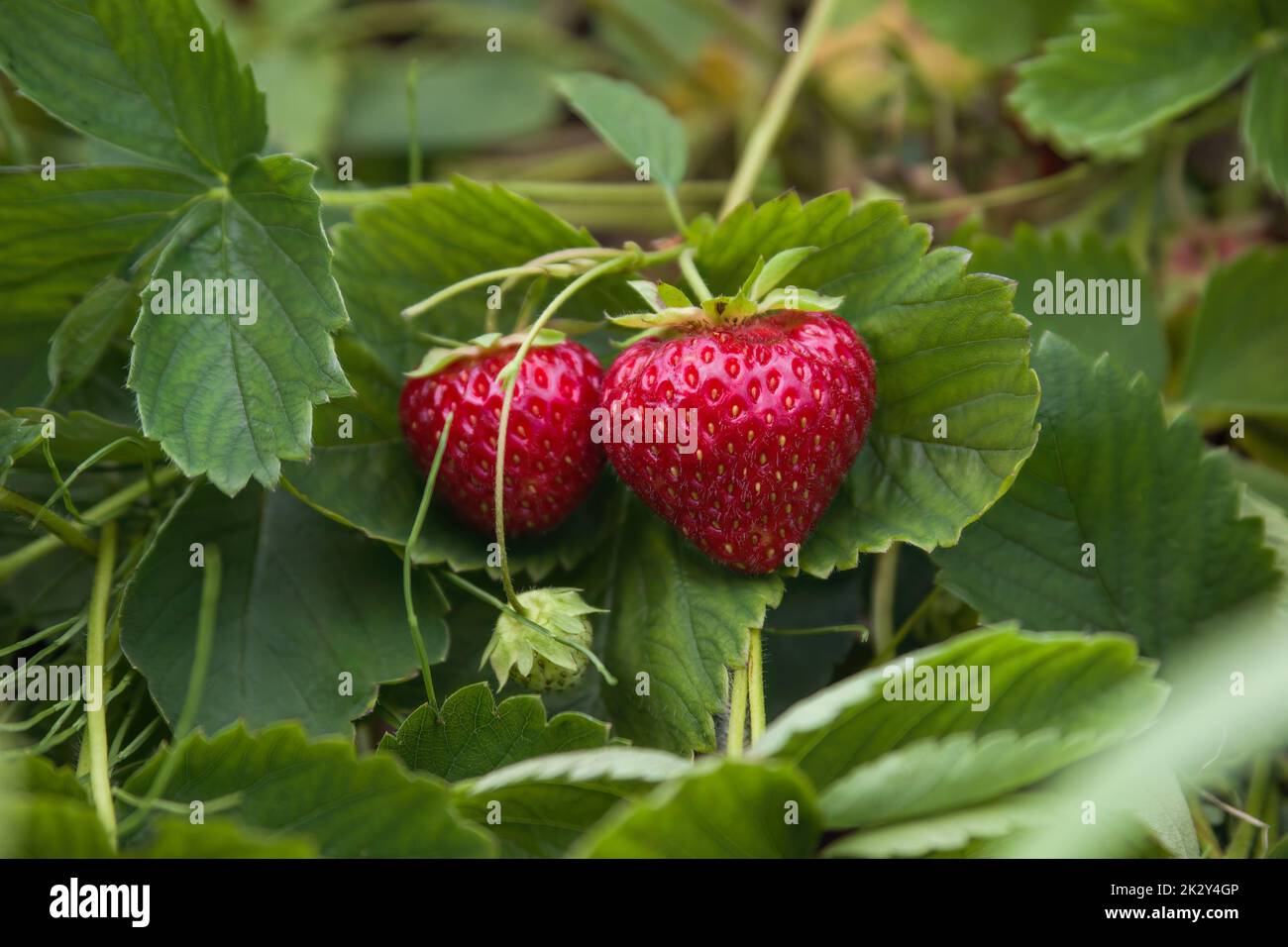 strawberries in field picking fresh organic fruits cultivated sweet ...