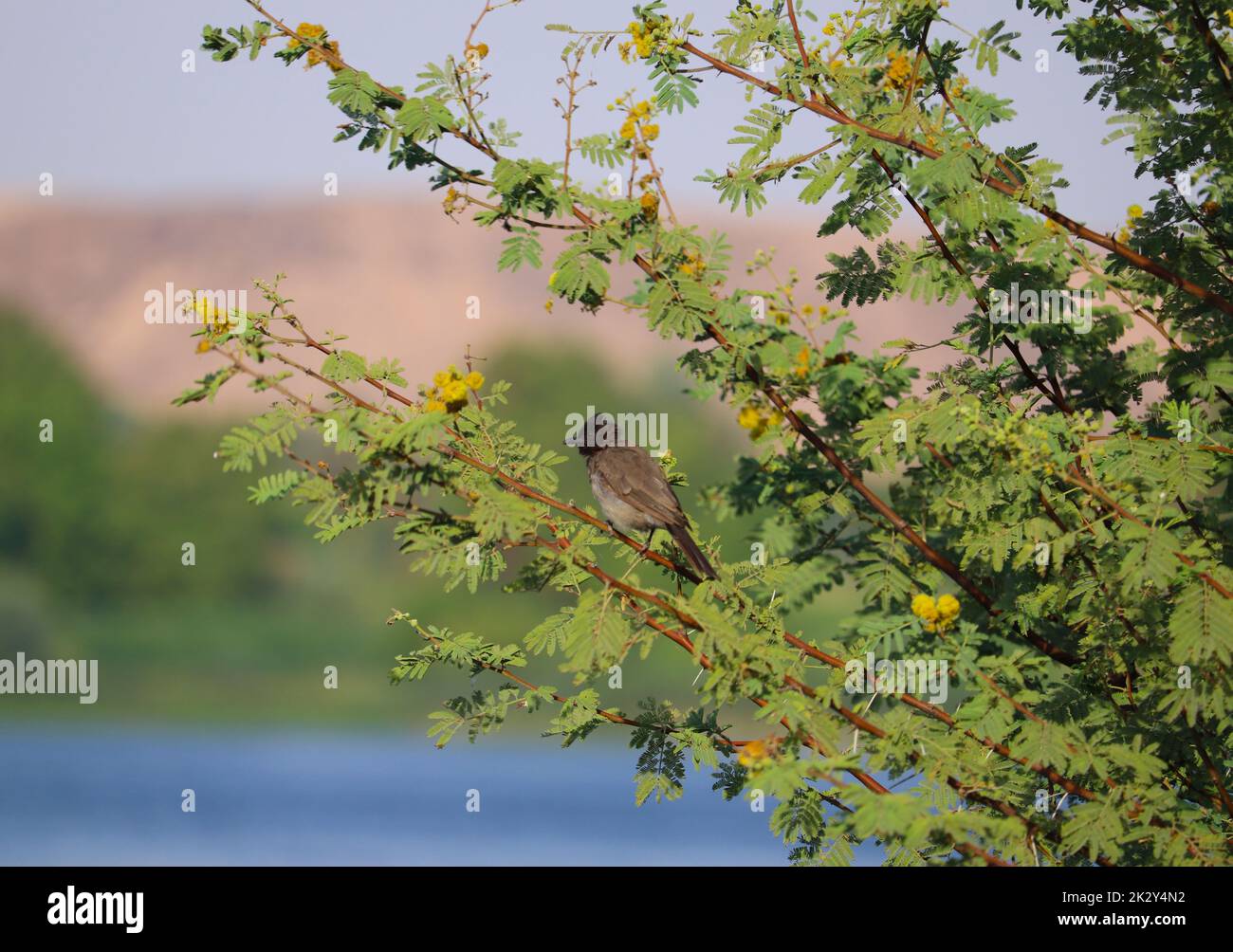 Acacia nile hi-res stock photography and images - Alamy