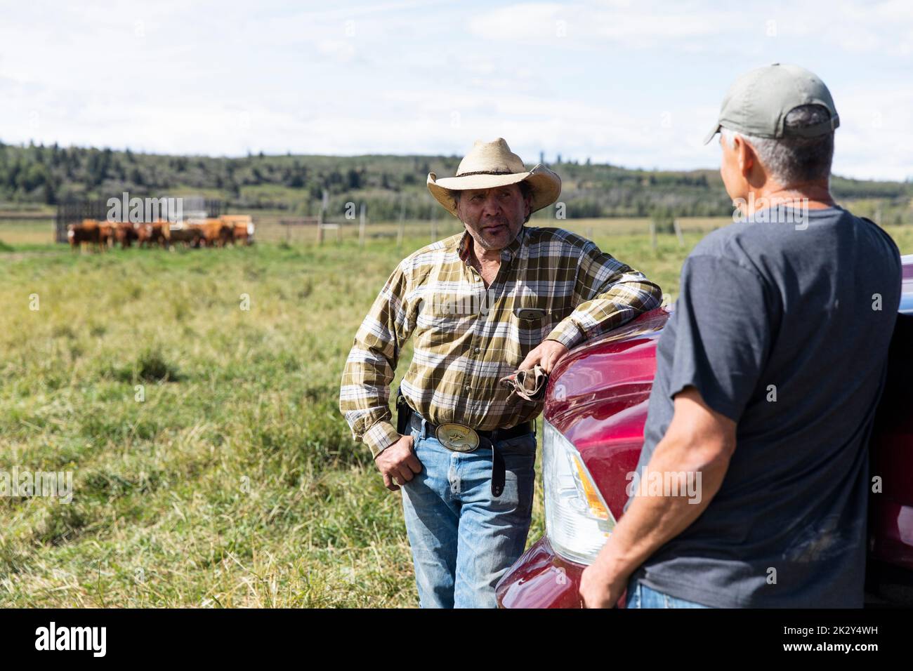 Men working with cattle hi-res stock photography and images - Alamy