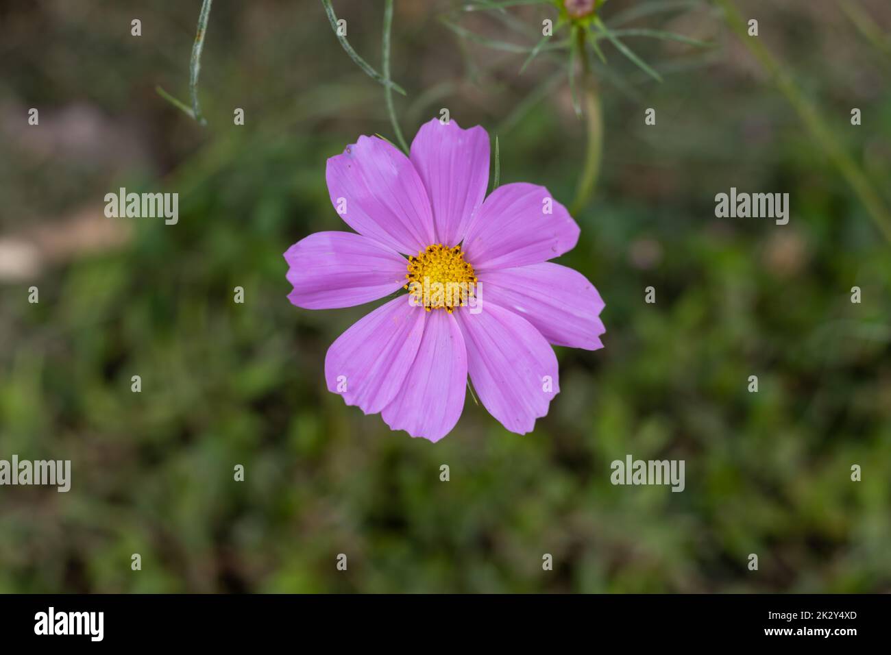 Pink cosmos hi-res stock photography and images - Alamy