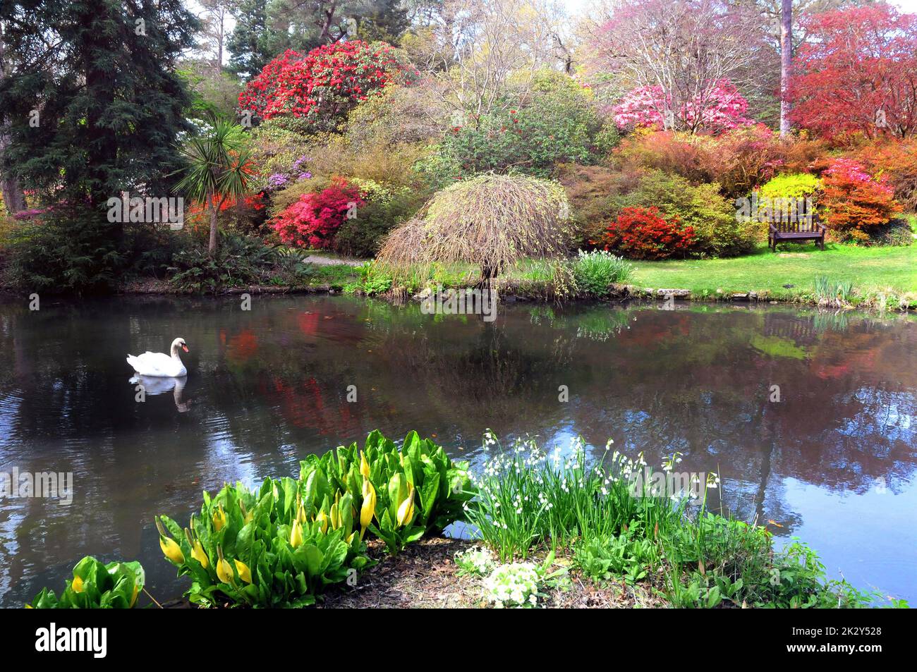 A swan glides on the pond at Exbury Gardens in the New Forest ...