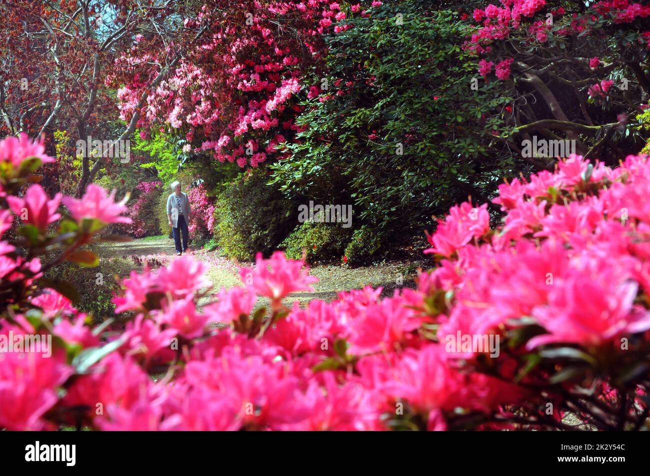On the cusp of summer. Azaleas and Rhododendron burst into life for ...