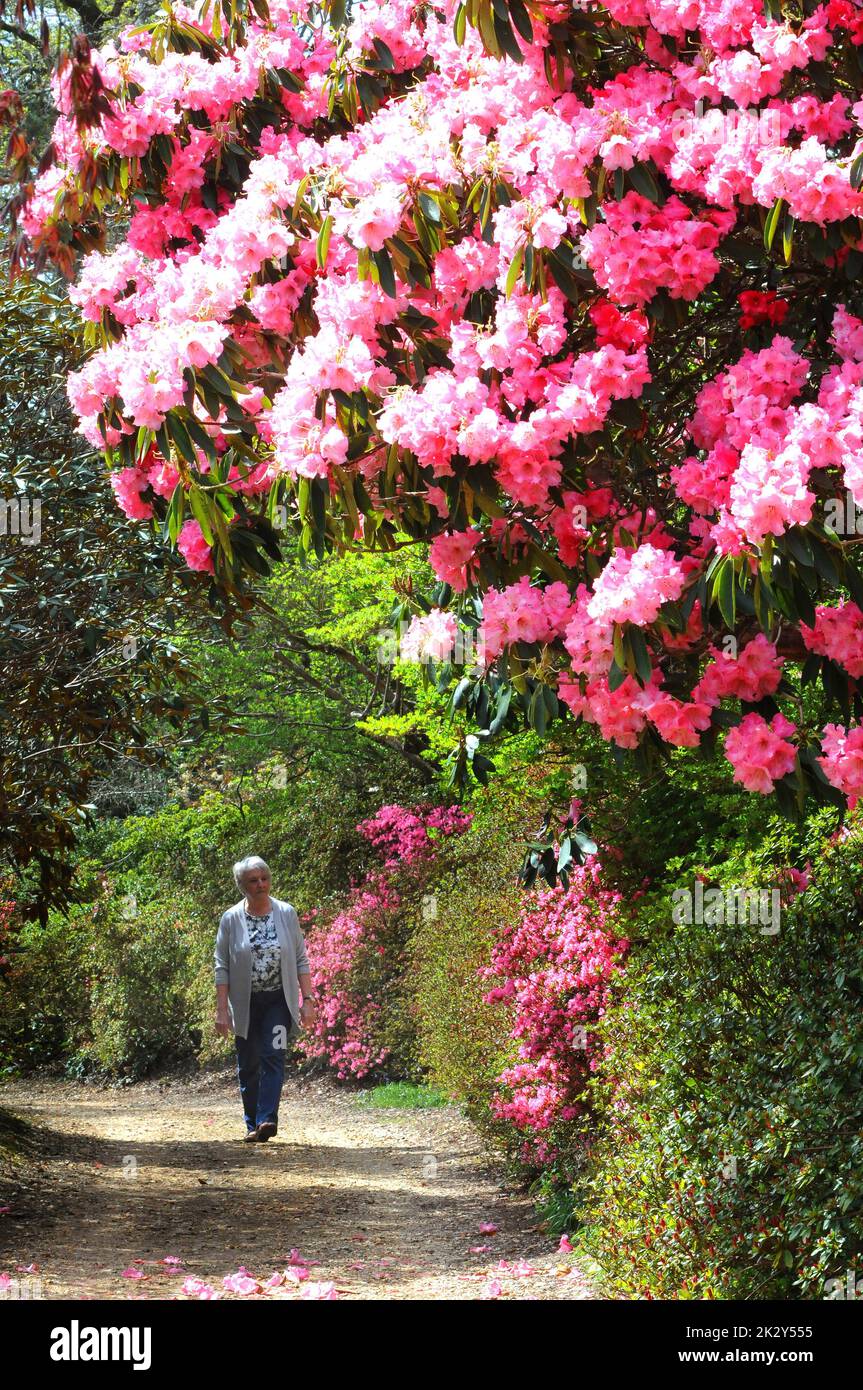 On the cusp of summer. Azaleas and Rhododendron burst into life for ...