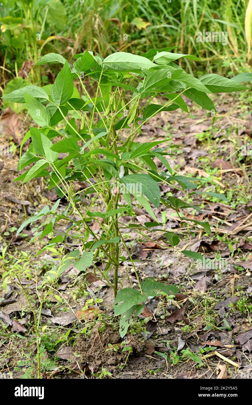 Black gram pods hi-res stock photography and images - Alamy