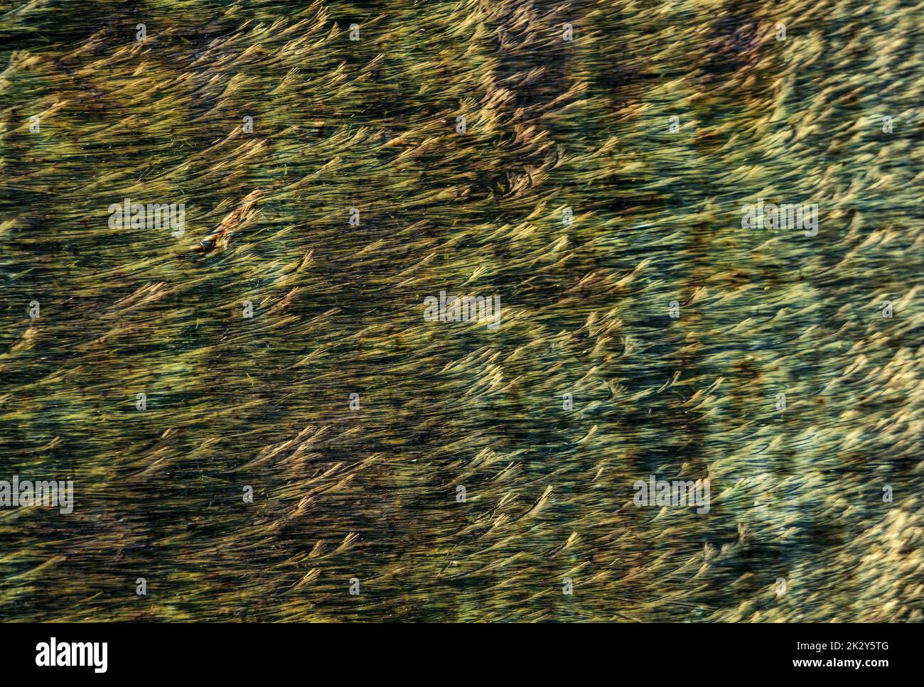 Abstract background with natural texture and irregular pattern Stock ...