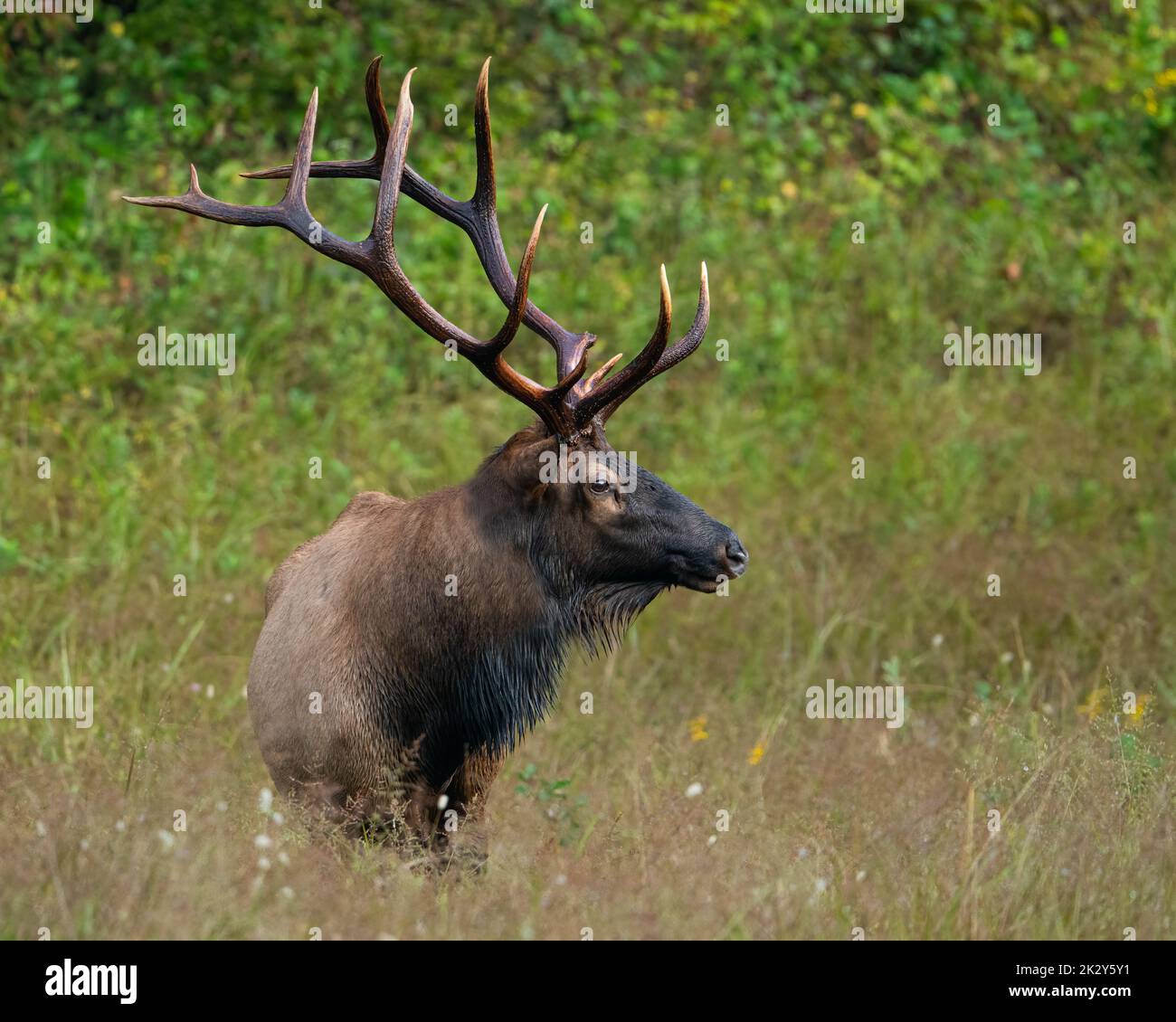 Elk rocky mountain national park hi-res stock photography and images ...