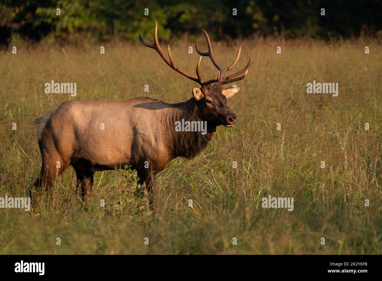 Young Rocky Mountain Bull Elk (North Carolina Stock Photo - Alamy