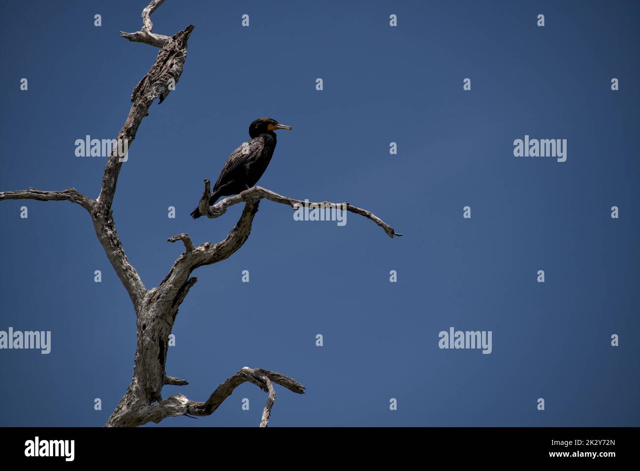 A black bird sits perched on dead tree branch scanning its surroundings ...