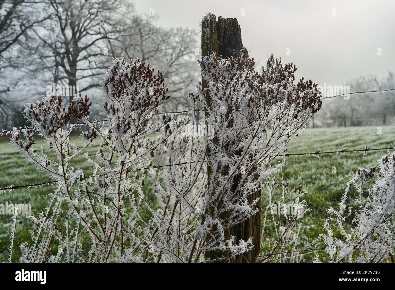 Hoar frost, also hoarfrost, radiation frost, or pruina, are white ice ...