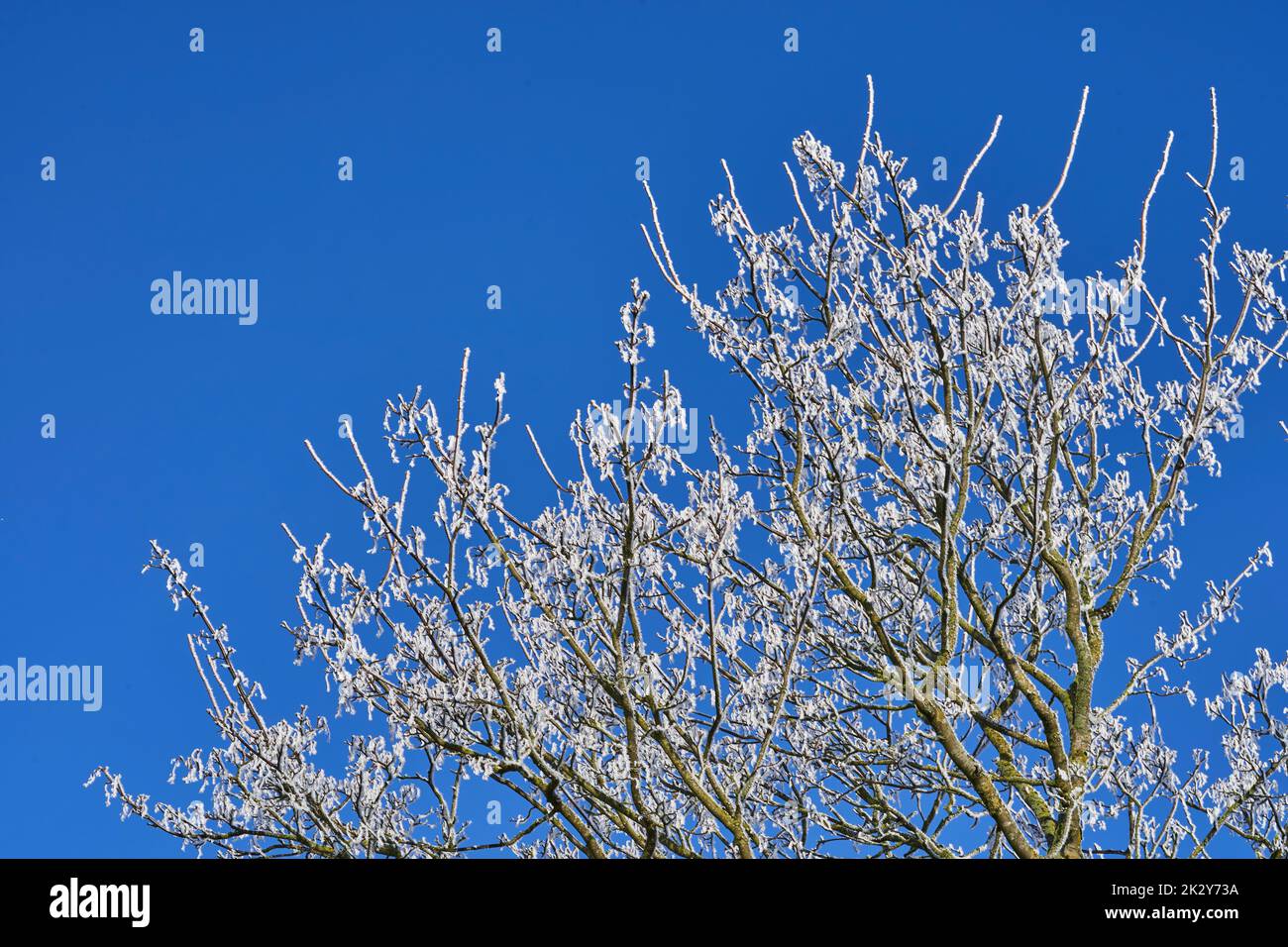 Hoar frost, also hoarfrost, radiation frost, or pruina, are white ice ...