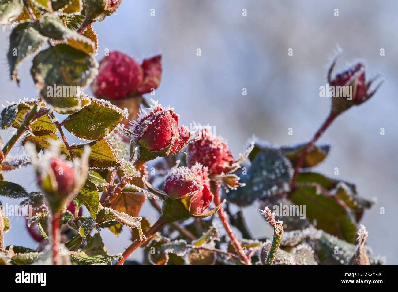 Rose e spine hi-res stock photography and images - Alamy