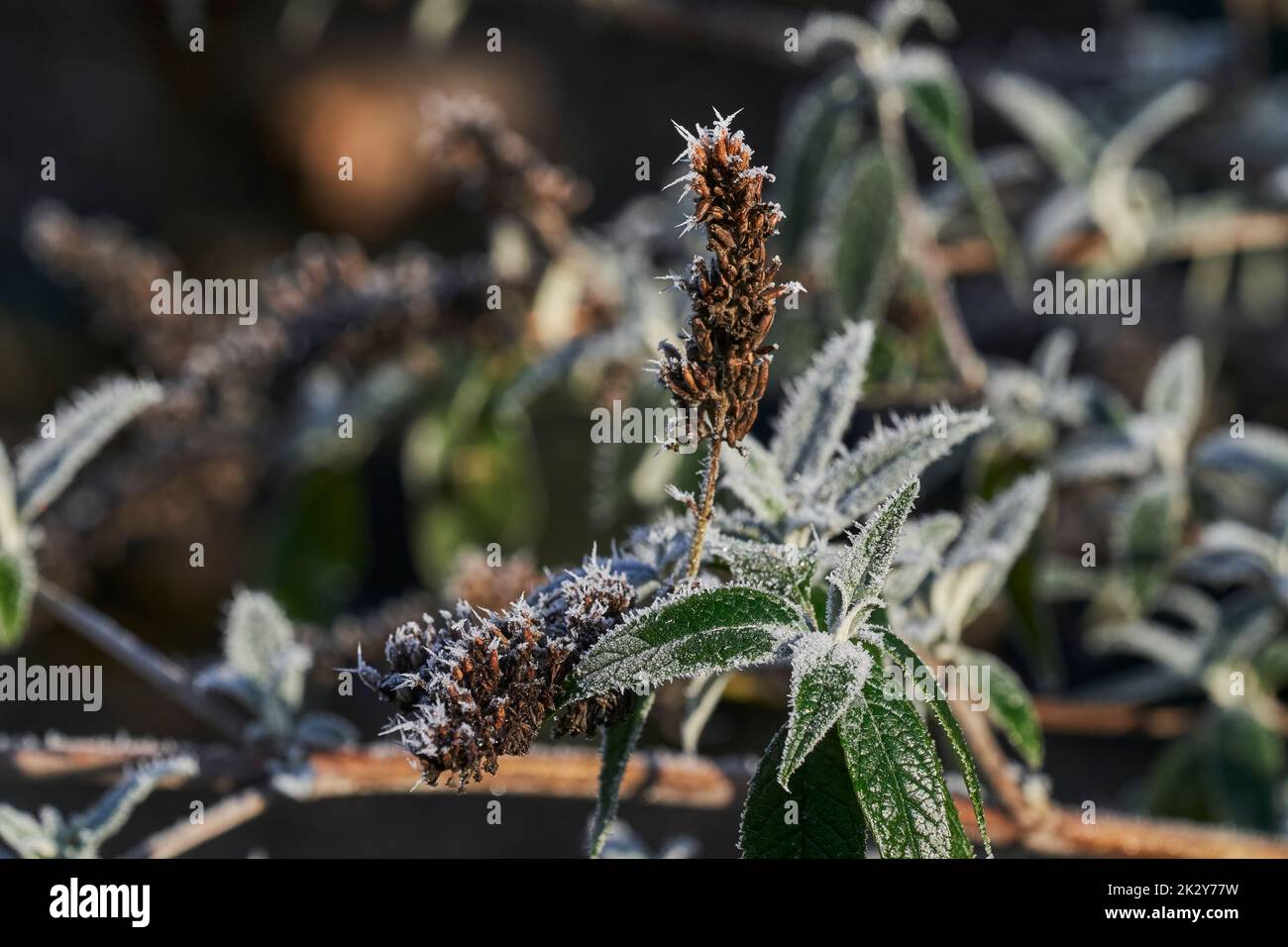 Exposed spine hi-res stock photography and images - Alamy